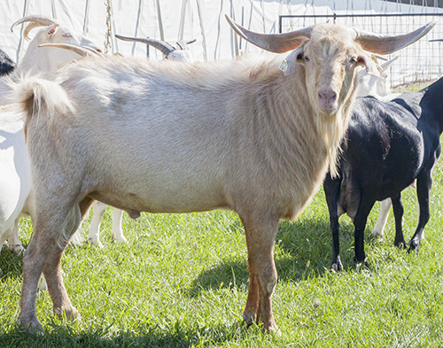 Herd Sires - Barnhart Farms
